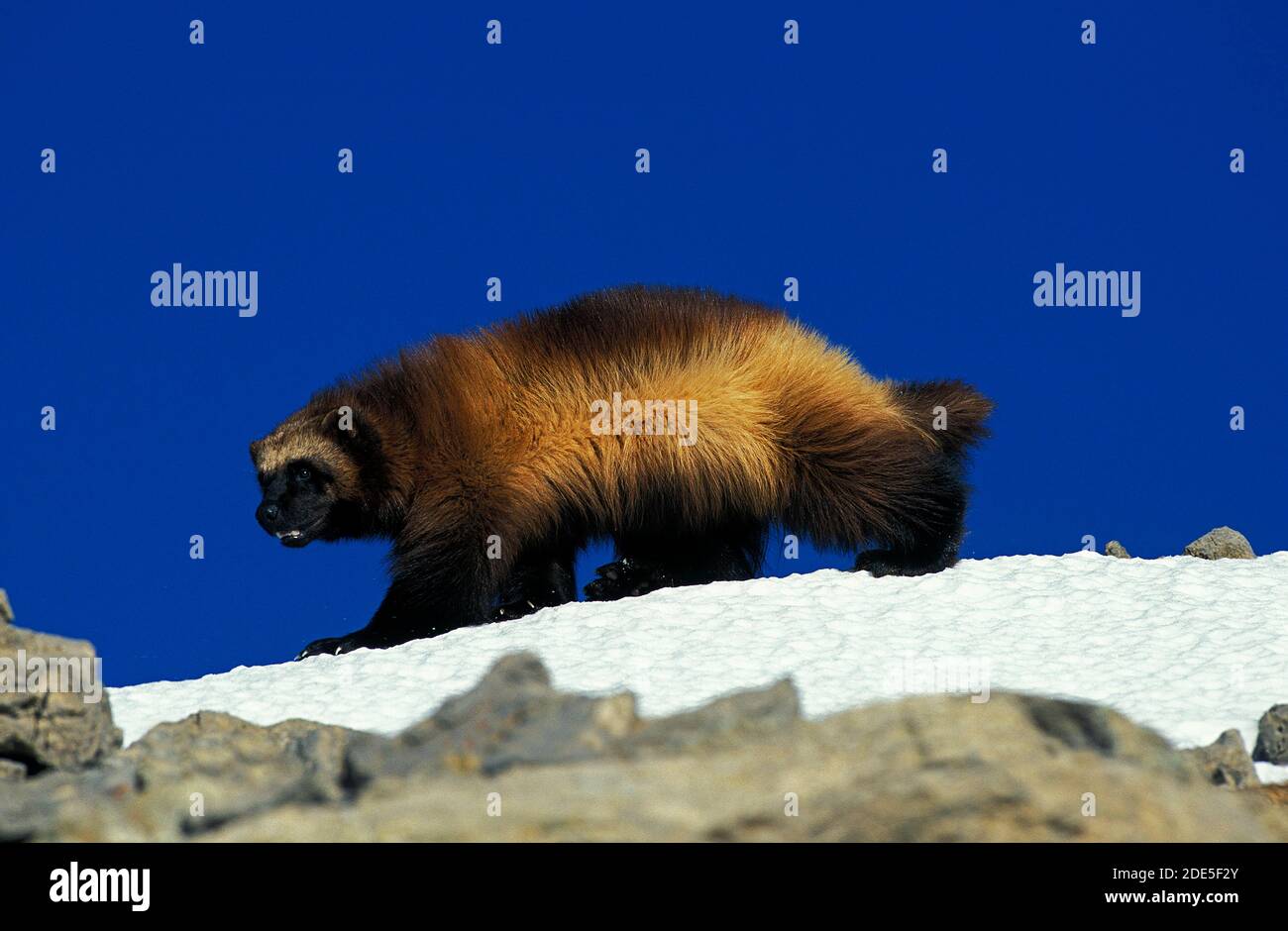 North american wolverine gulo gulo luscus hi-res stock photography and ...