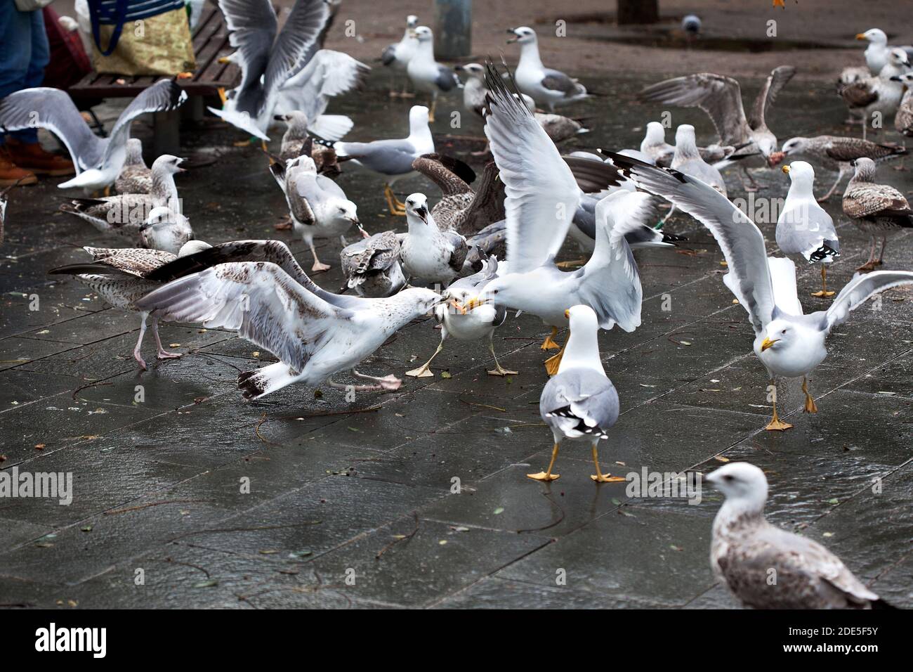 Squawking seagulls hi-res stock photography and images - Alamy