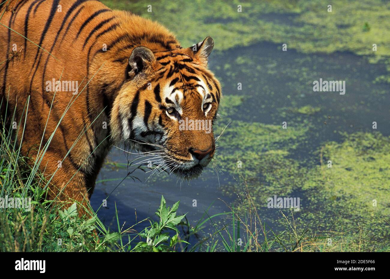Bengal Tiger, panthera tigris tigris, Adult at Water Hole Stock Photo ...