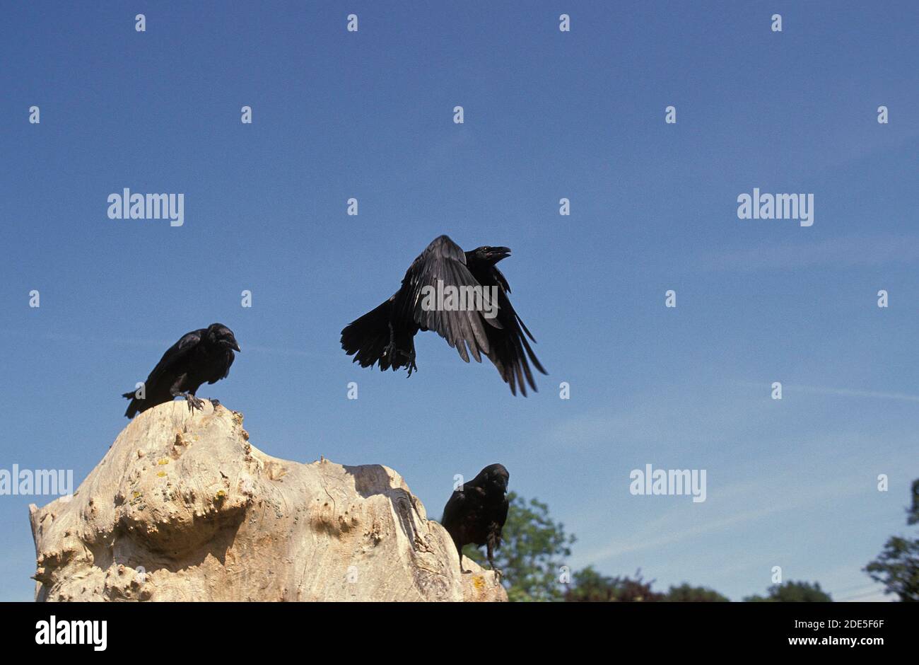 Common raven in full flight hi-res stock photography and images - Alamy