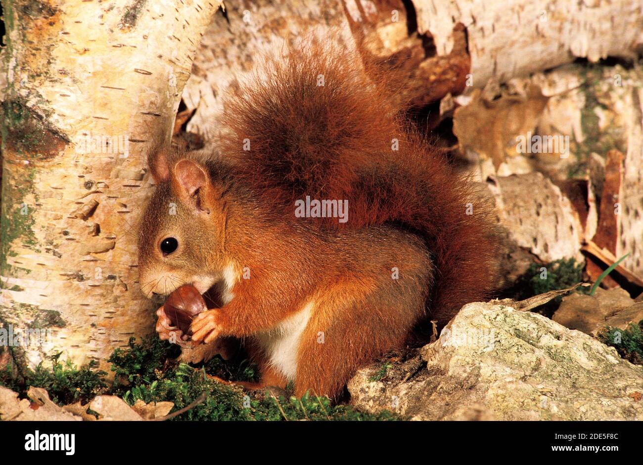 Red Squirrel, sciurus vulgaris, Male eating Chestnut Stock Photo - Alamy