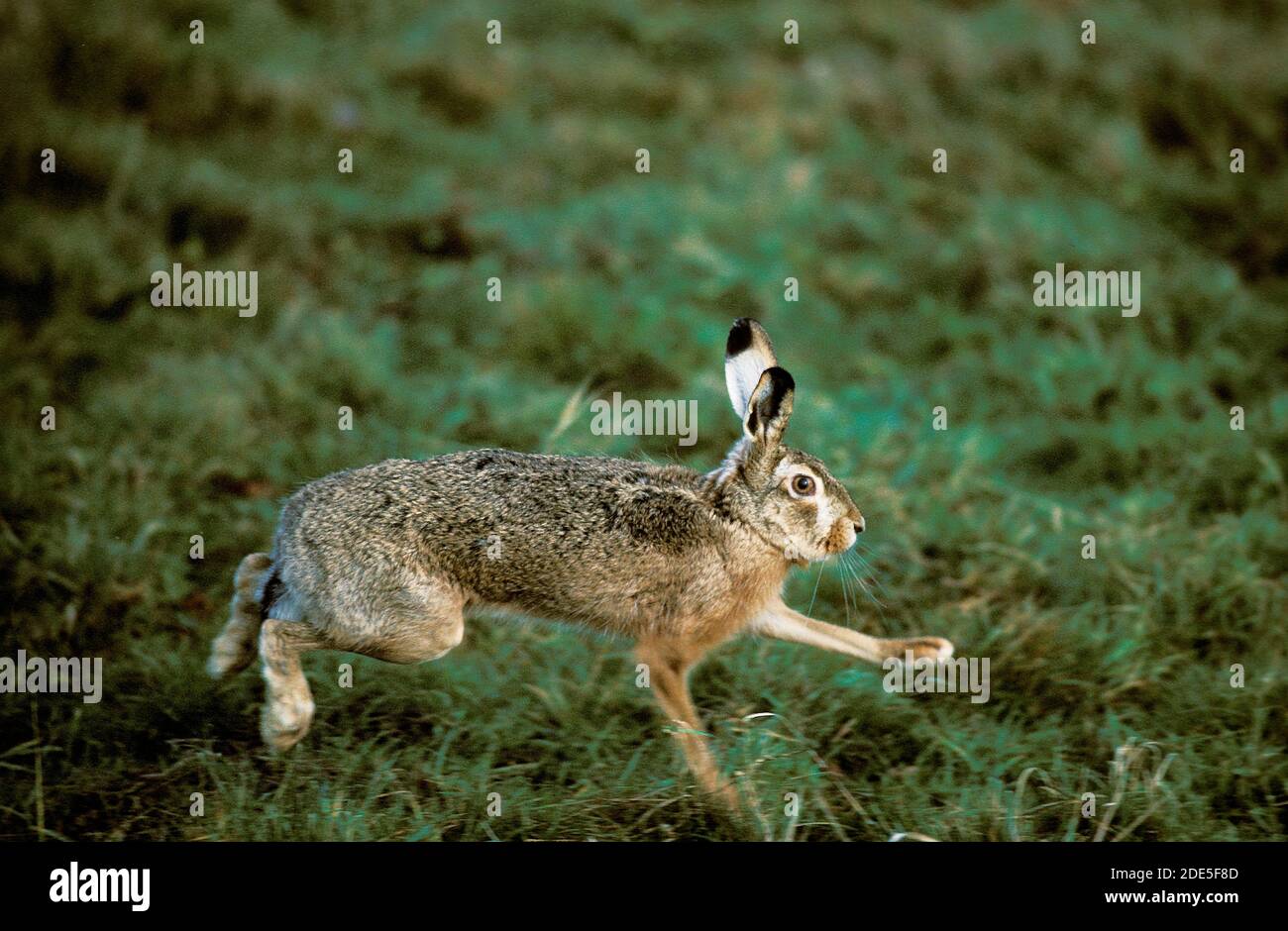 European Brown Hare, lepus europaeus, Adult running through Grass Stock ...