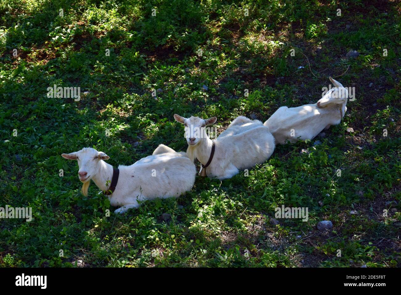 Three white goats hi-res stock photography and images - Alamy
