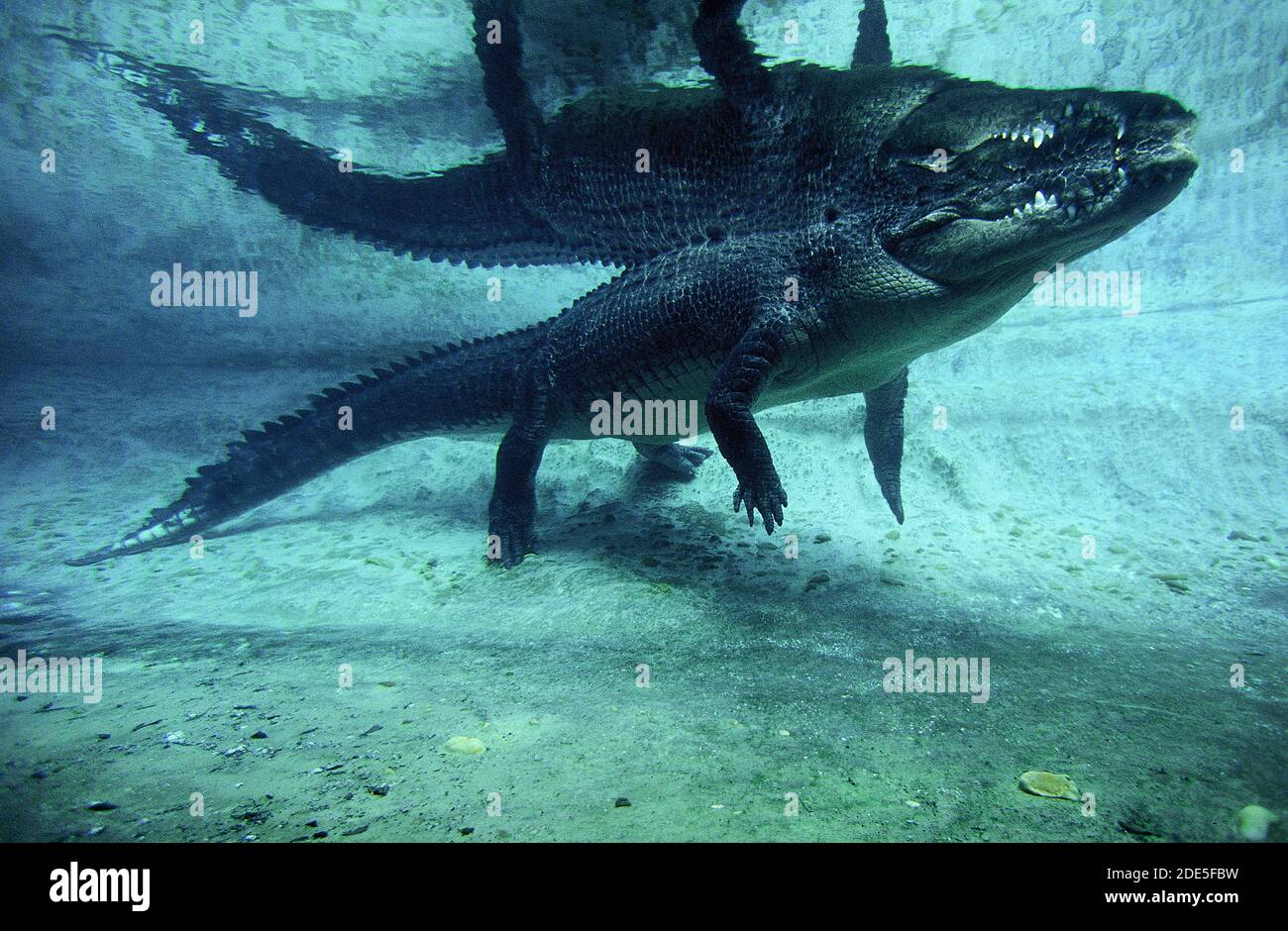 Australian Saltwater Crocodile or Estuarine Crocodile, crocodylus ...