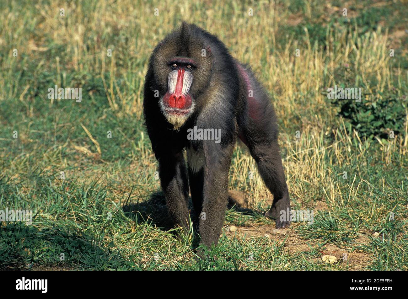 Mandrill standing hi-res stock photography and images - Alamy