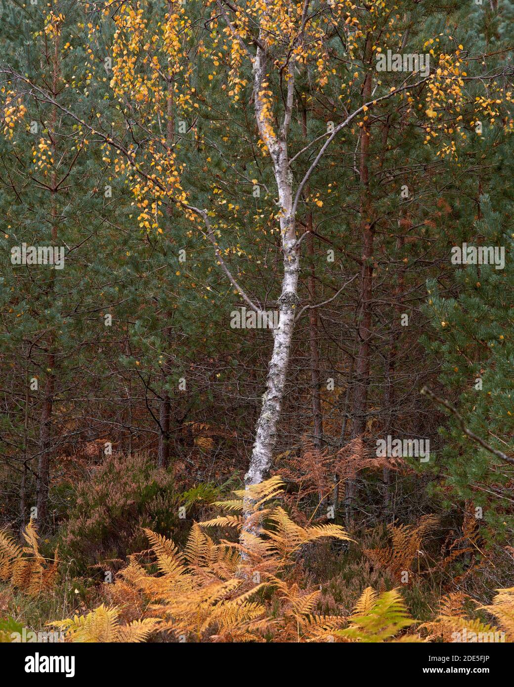 Thin Silver Birch Tree in autumn colours, Muir of Dinnet National ...