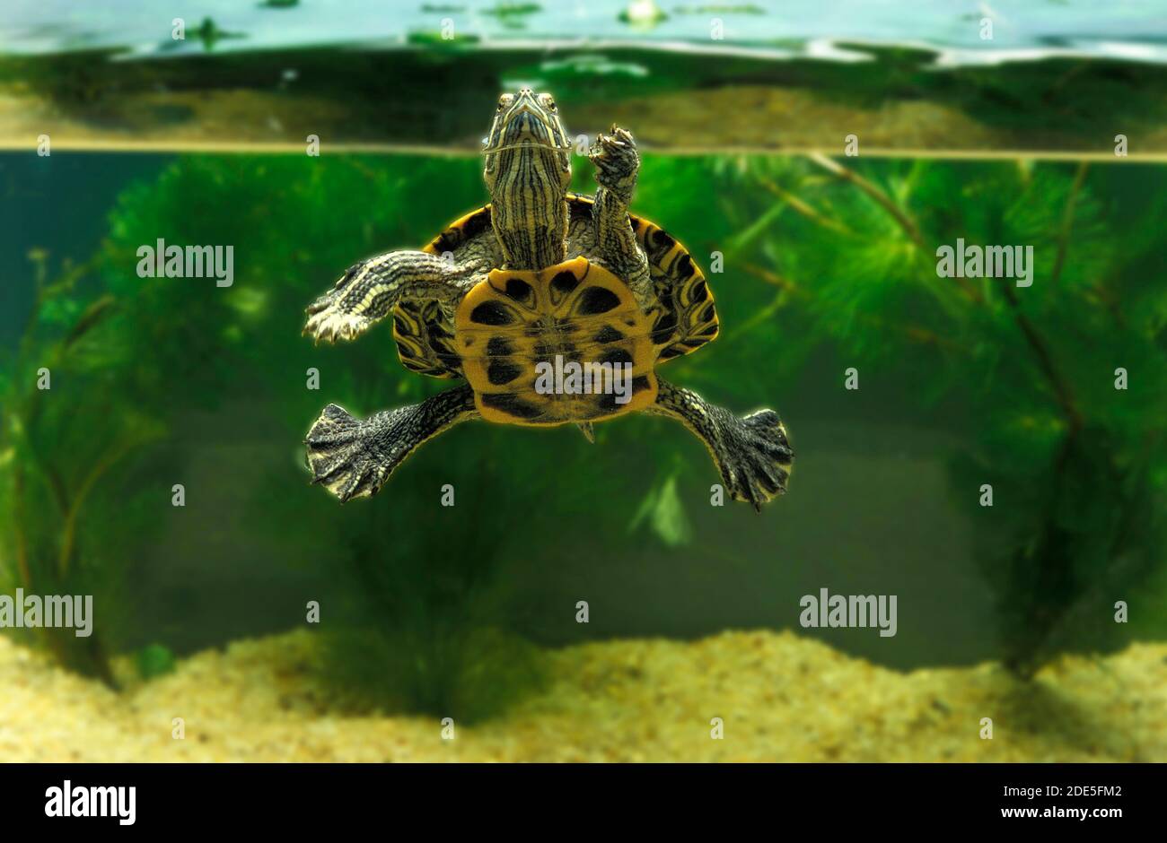 Red Eared Terrapin, trachemys scripta elegans, Adult in Aquarium Stock Photo - Alamy