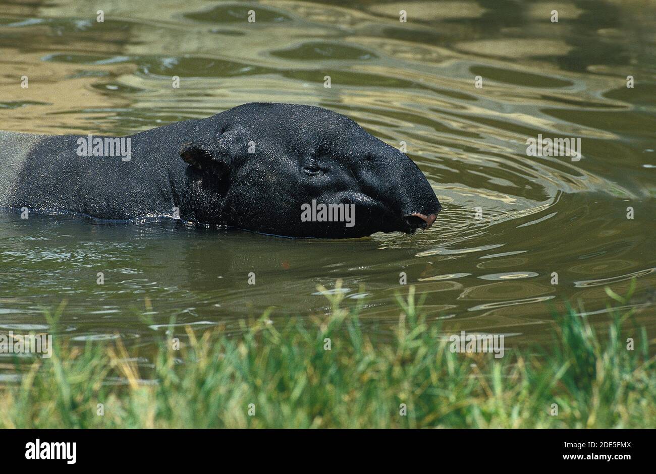 Malayan Tapir, tapirus indicus, Adult standing in Water Stock Photo - Alamy