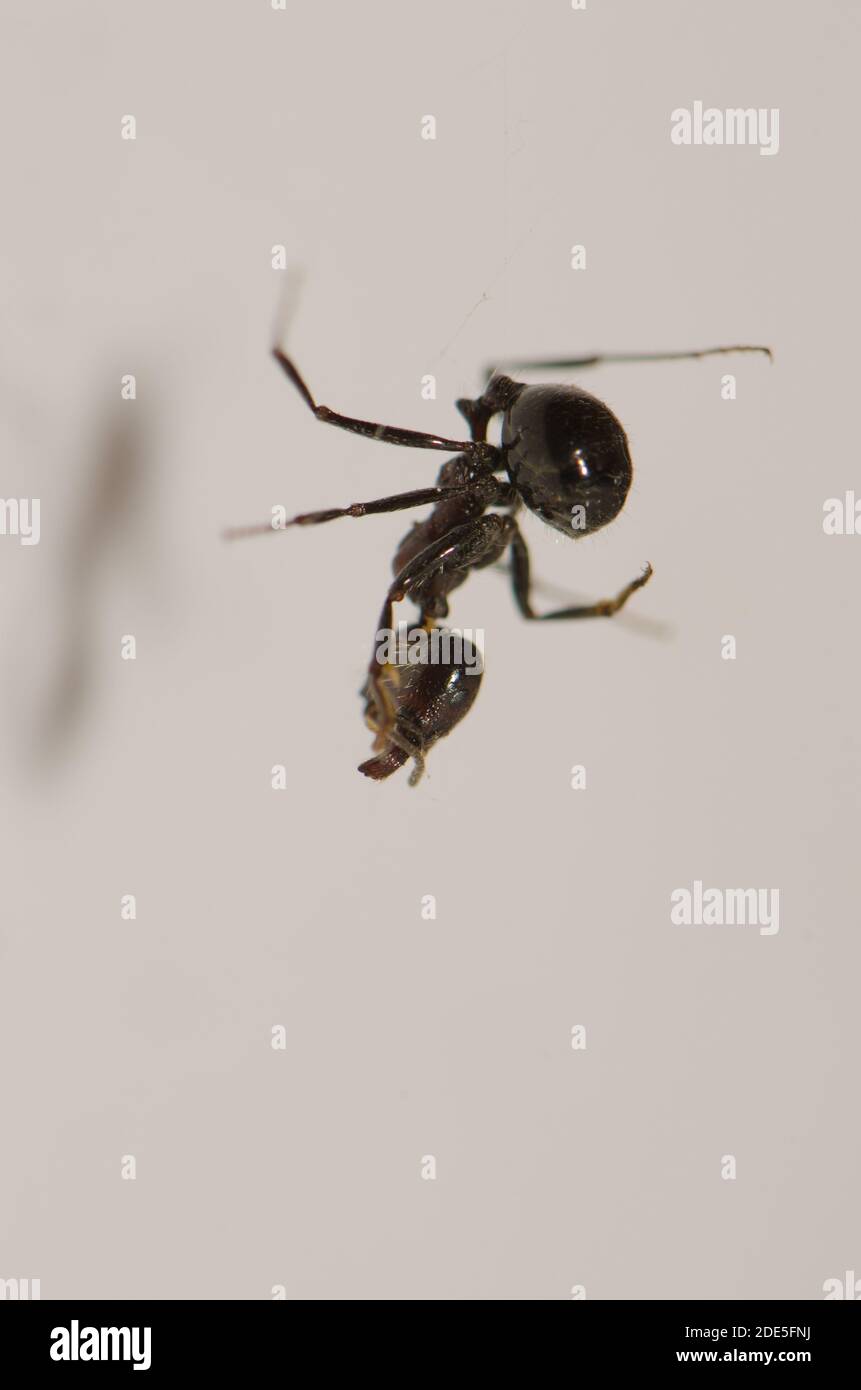 Carpenter spider hi-res stock photography and images - Alamy