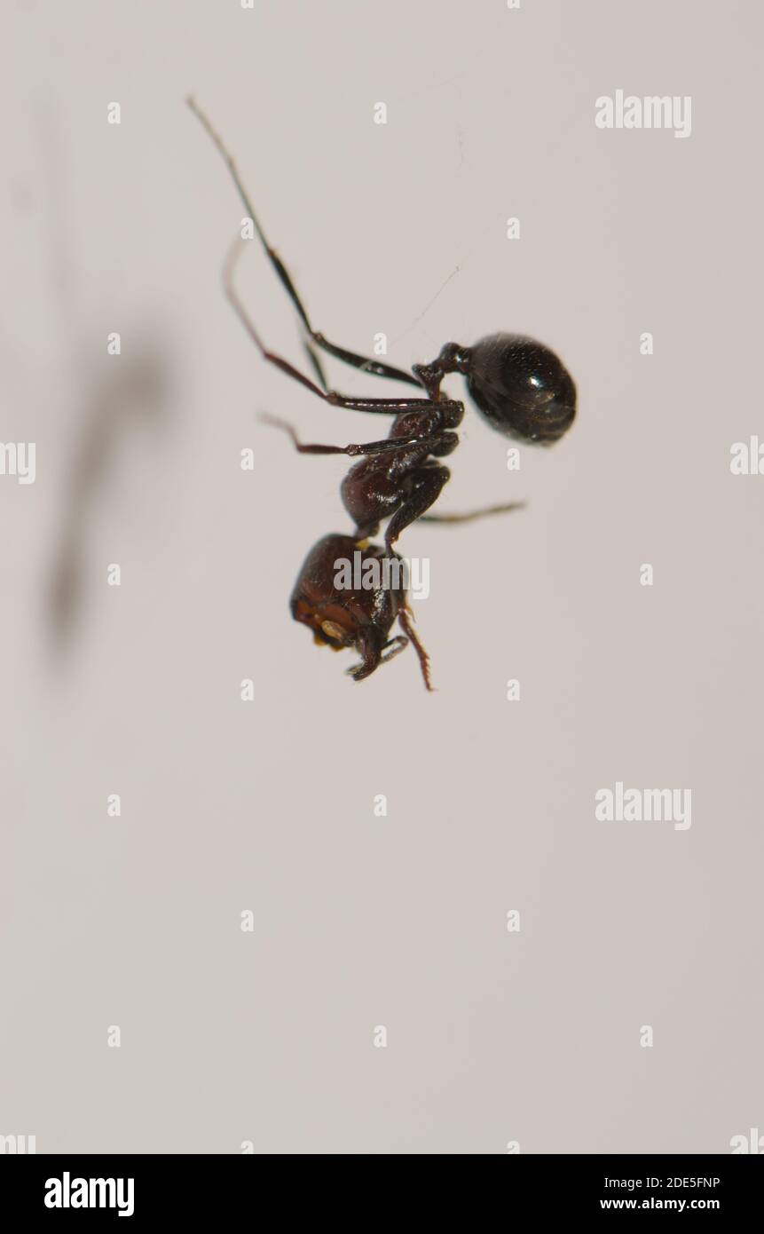 Macrophotograph of an ant hi-res stock photography and images - Alamy