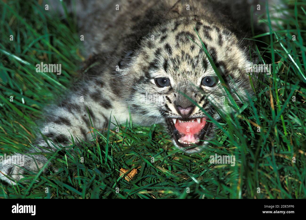 Snow Leopard or Ounce, uncia uncia, Cub snarling, Defensive Posture ...