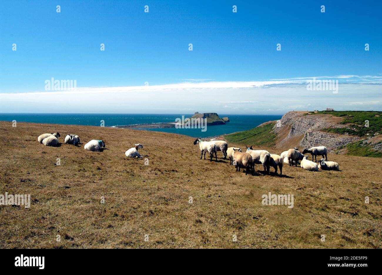 Sheep at The National Trust's Gower Peninsula, South Wales, attracts ...