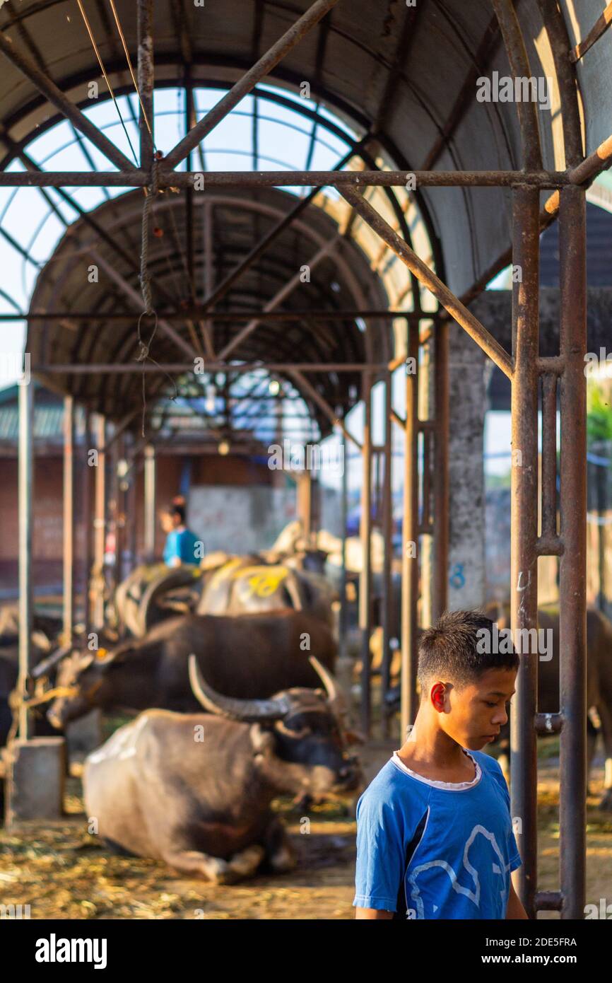 Early morning at the Padre Garcia Livestock Auction Market in Batangas ...