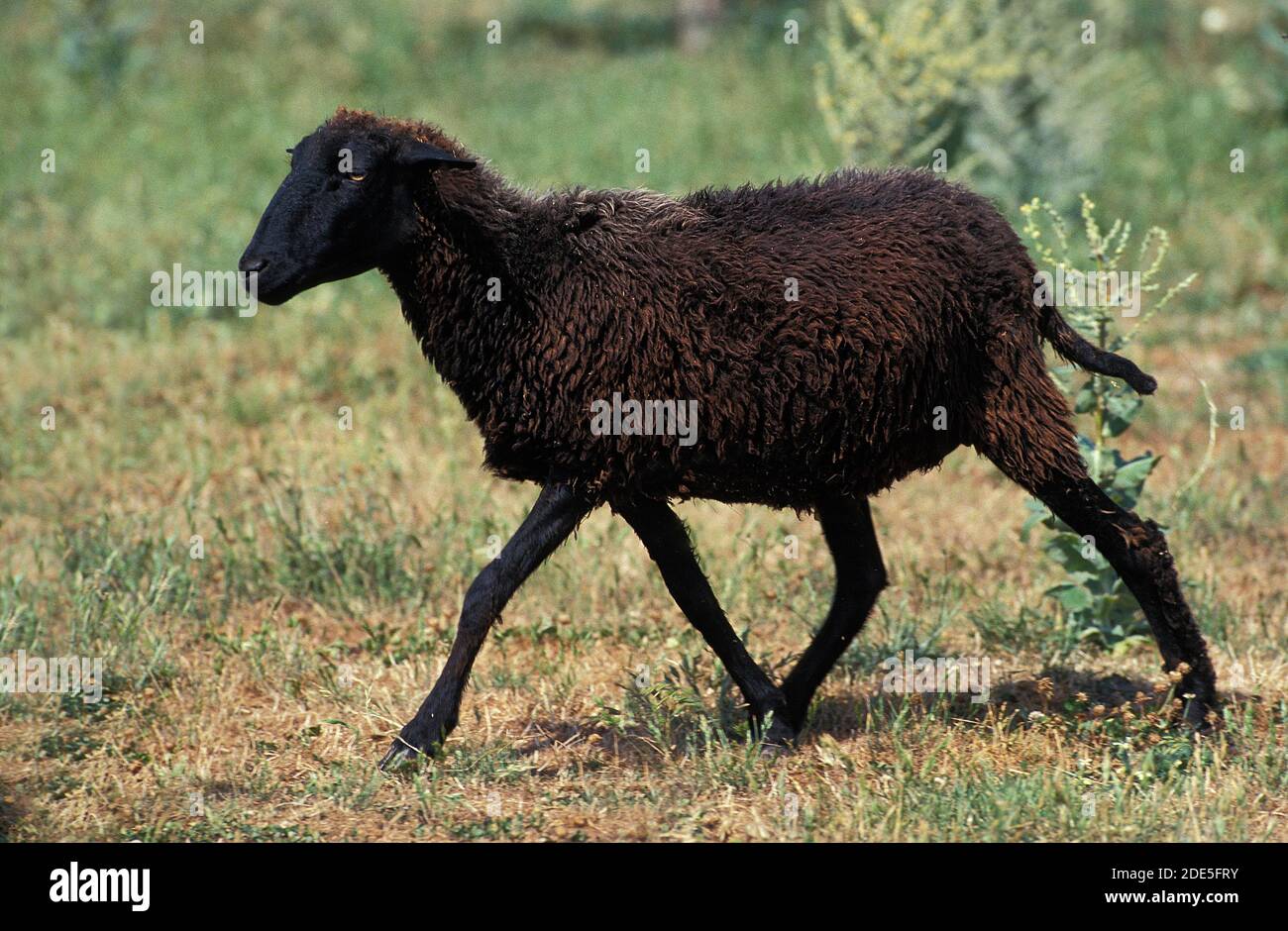 Karakul Sheep, Breed Producing Astrakhan Stock Photo - Alamy