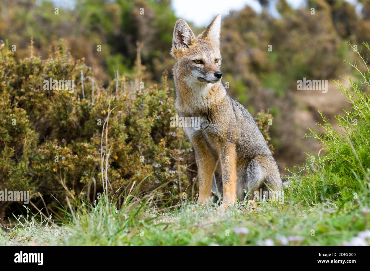 South American Gray Fox, Lycalopex gymnocercus, Peninsula Valdes ...