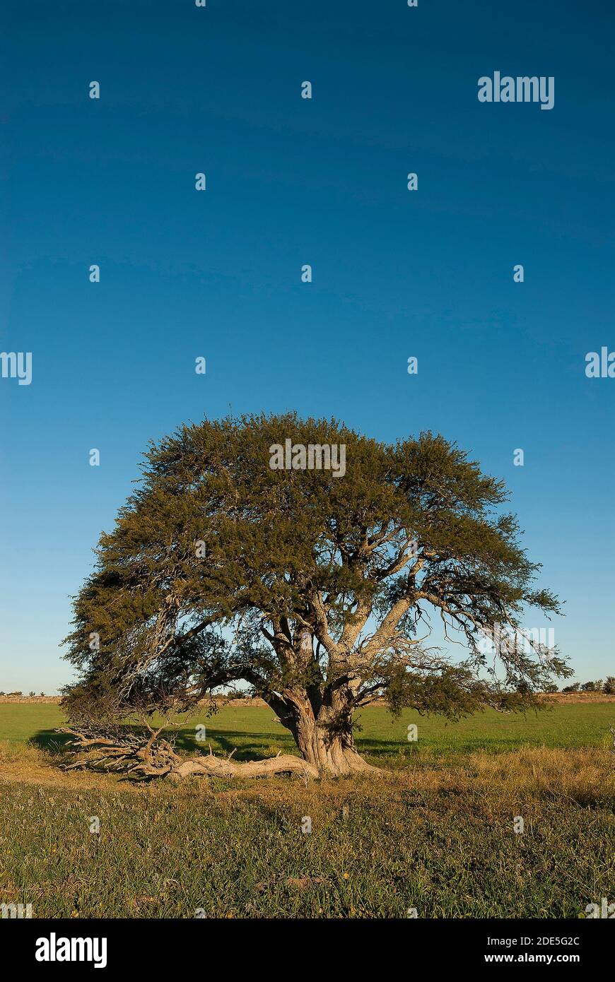 Calden tree, Prosopis Caldenia, in Pampas environment, La Pampa ...