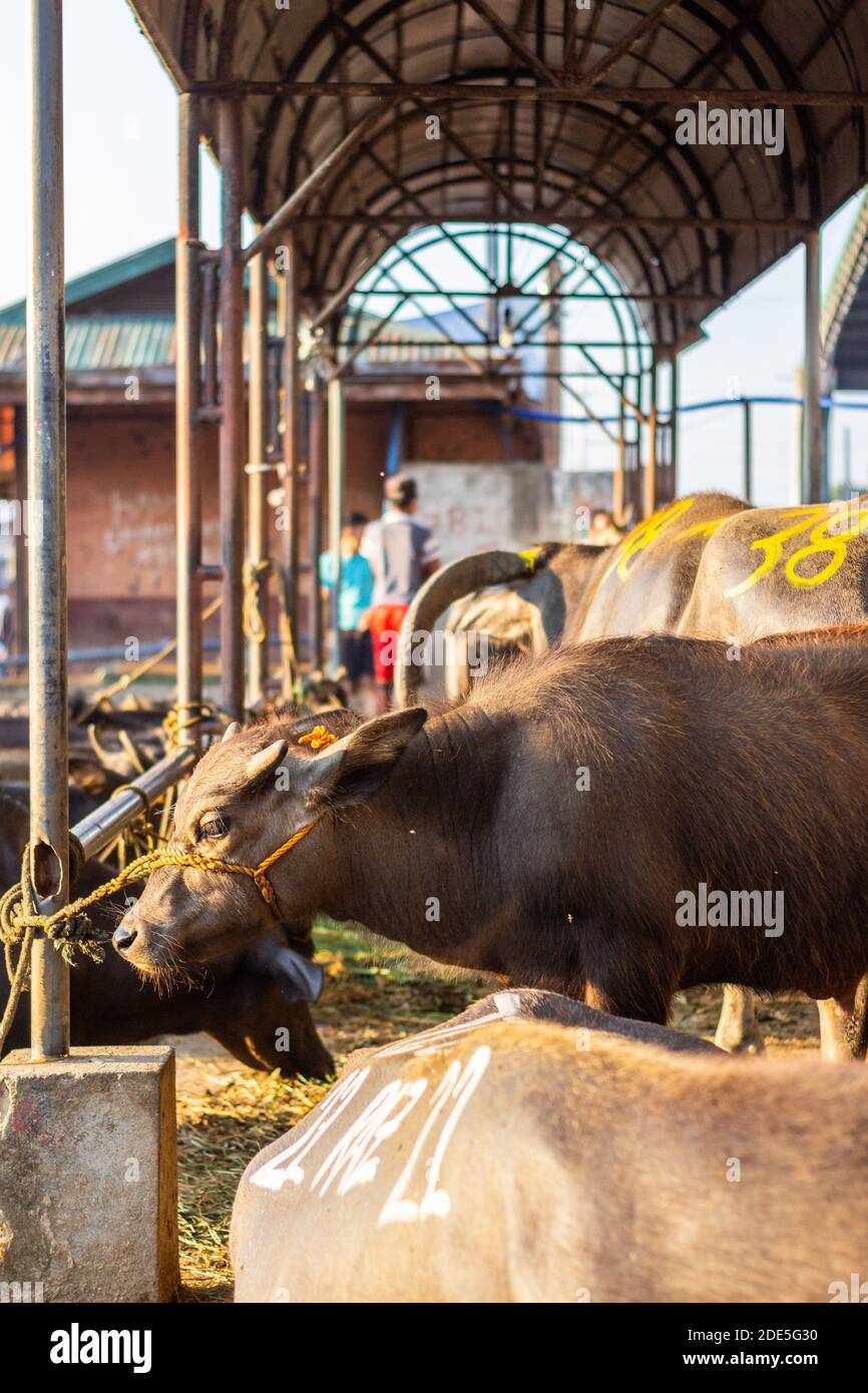 Early morning at the Padre Garcia Livestock Auction Market in Batangas ...