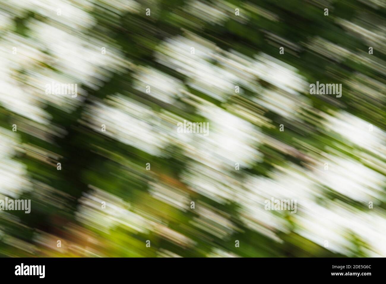 Blurred white flowers in motion. Windy moving and long shutter speed ...