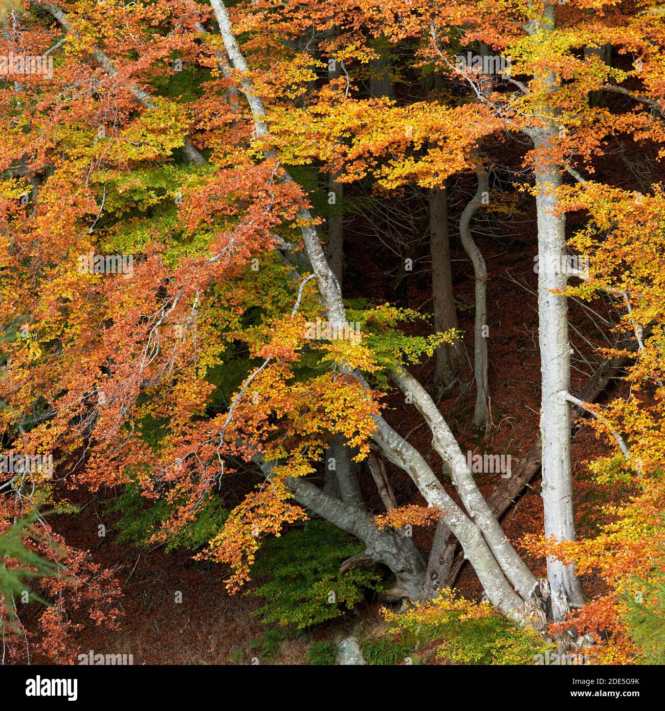 Tree trees trunks hi-res stock photography and images - Alamy