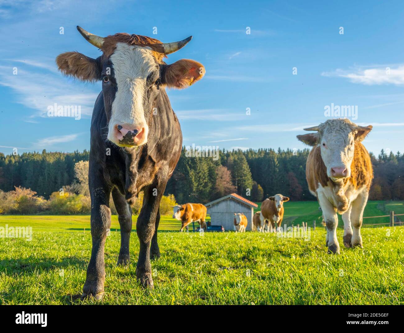 Black And White Bull Calves High Resolution Stock Photography and ...