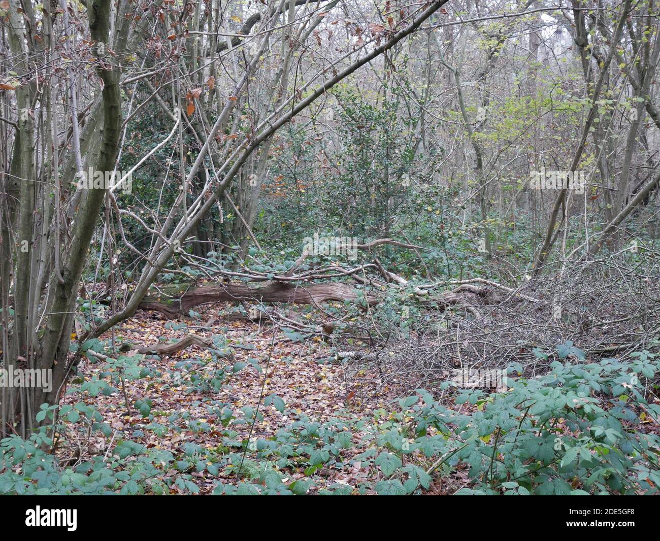 Selsdon Wood, Surrey, England Stock Photo - Alamy