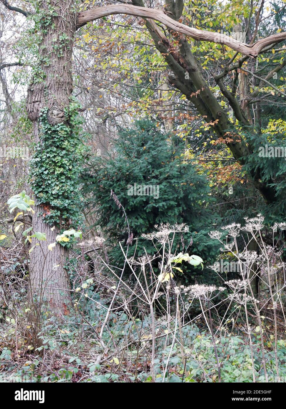 Selsdon hi-res stock photography and images - Alamy