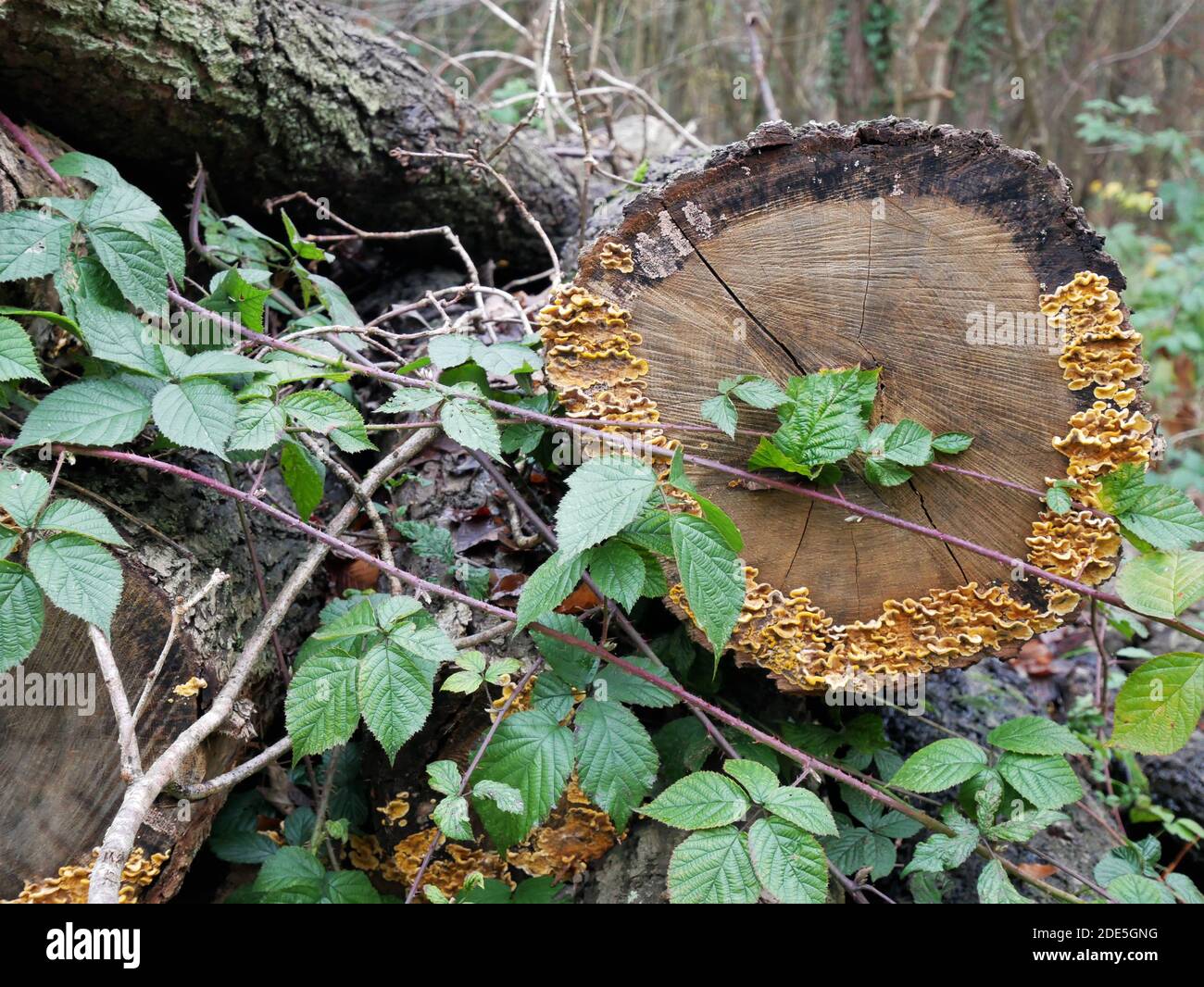 Logs, Wood, Tree Trunks Stock Photo - Alamy