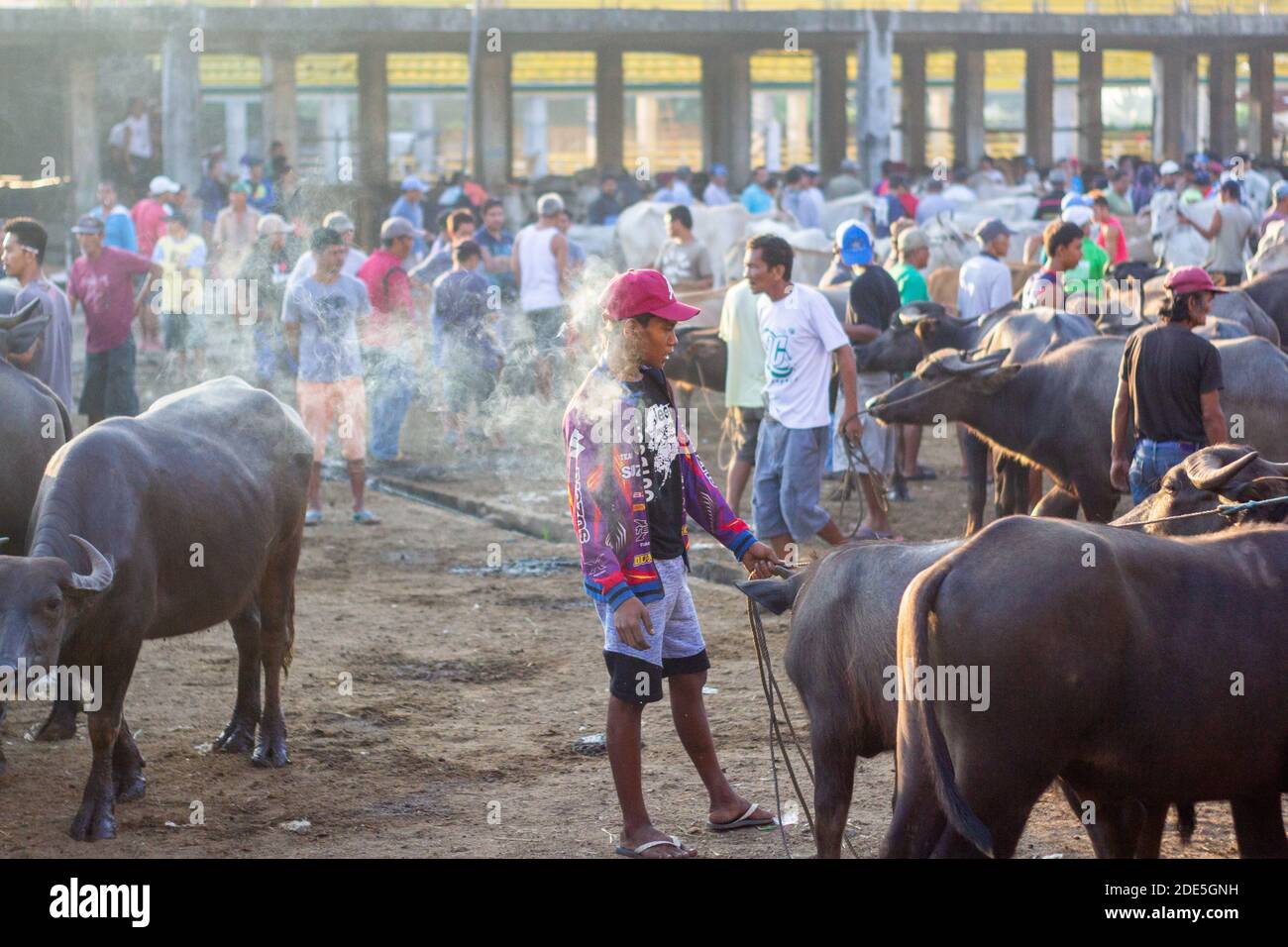 Early morning at the Padre Garcia Livestock Auction Market in Batangas ...
