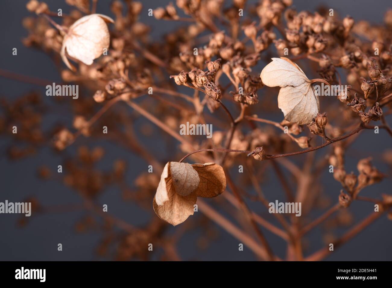 Still life dry hi-res stock photography and images - Alamy
