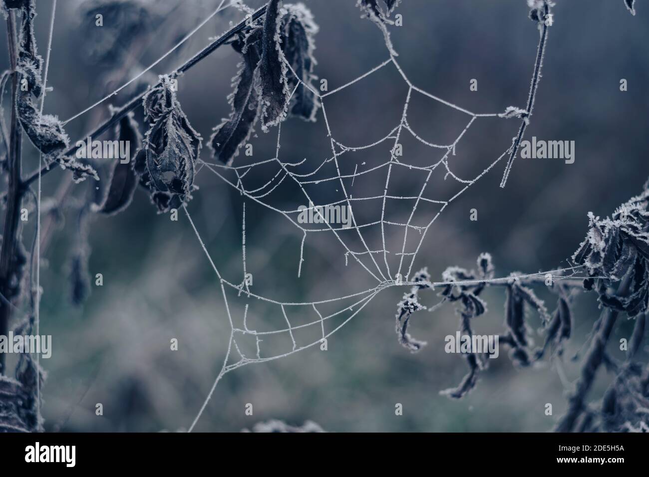Frozen dew on cobweb hi-res stock photography and images - Alamy