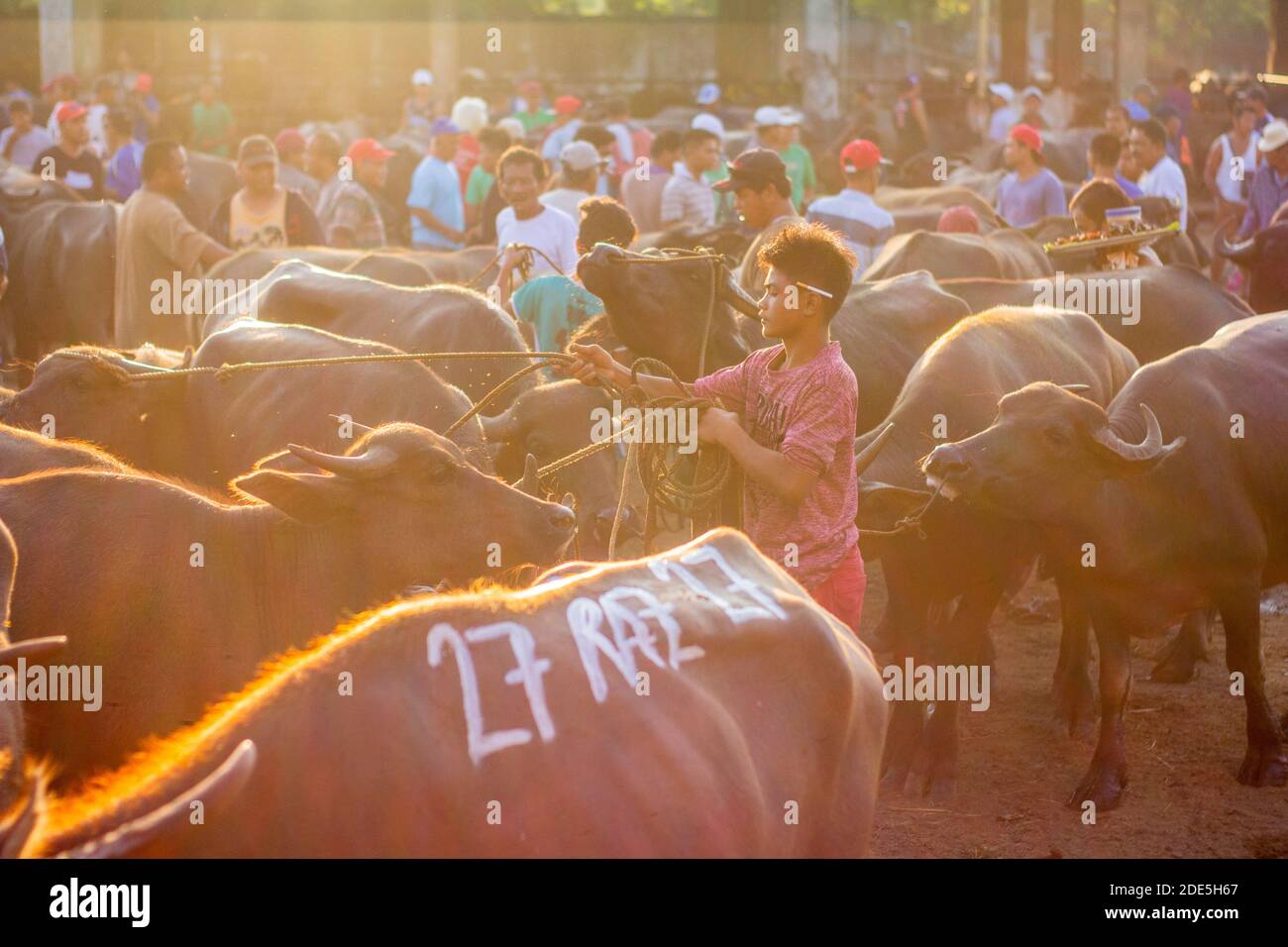 Early morning at the Padre Garcia Livestock Auction Market in Batangas ...