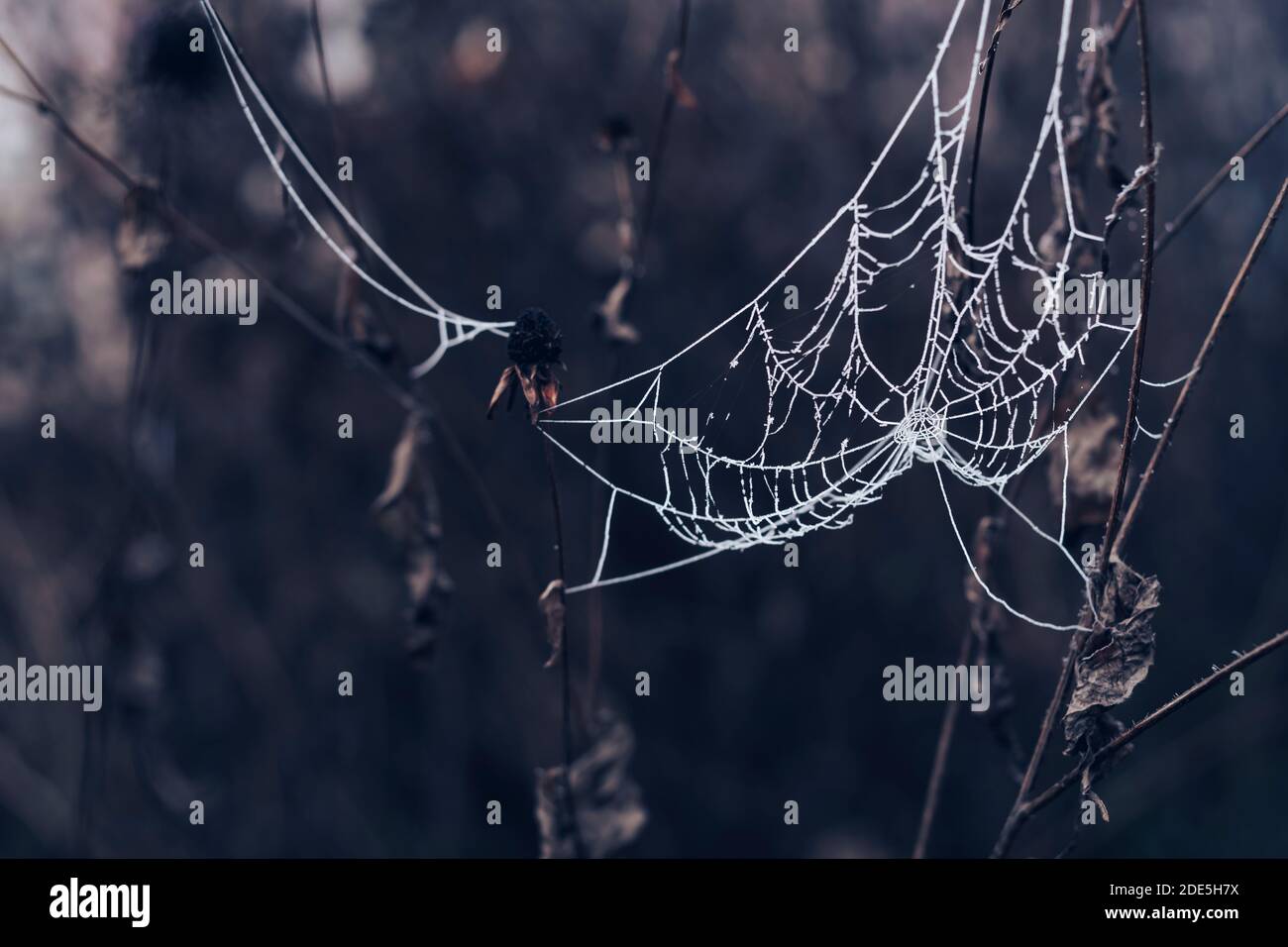 Frozen spider web background winter. Frozen nature. A cobweb on the ...