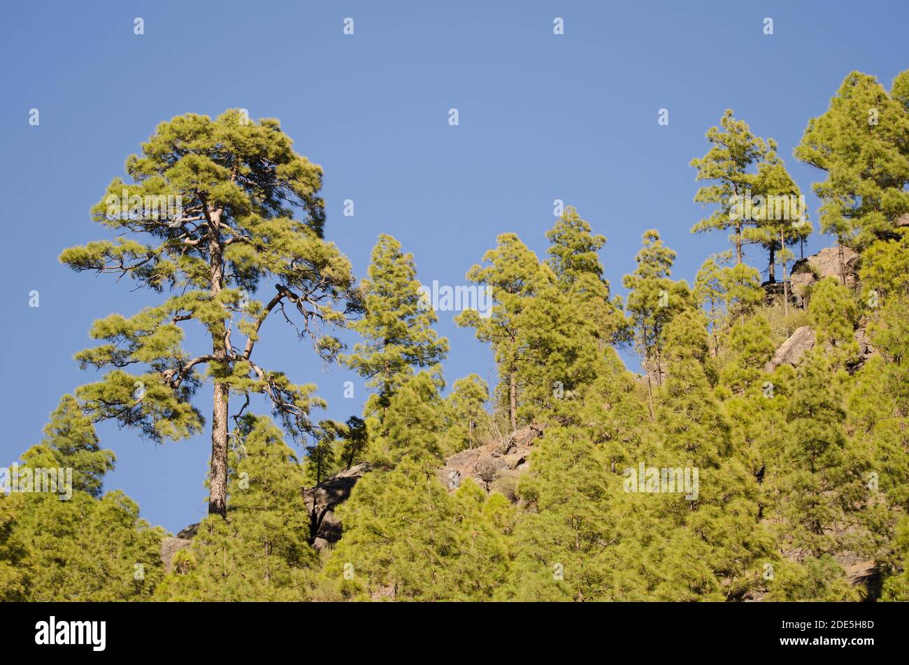 Forest of Canary Island pine Pinus canariensis. Integral Natural ...