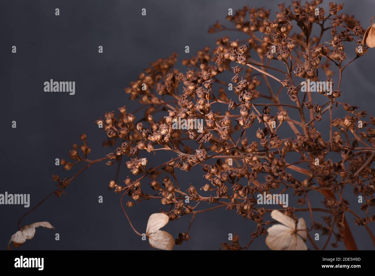 Petal of dry hydrangea flower hi-res stock photography and images - Alamy