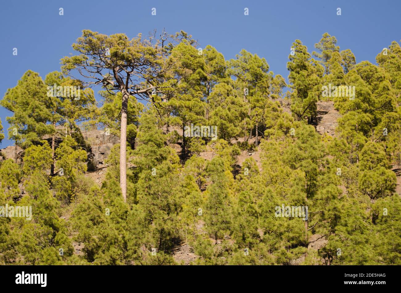 Forest of Canary Island pine Pinus canariensis. Integral Natural ...
