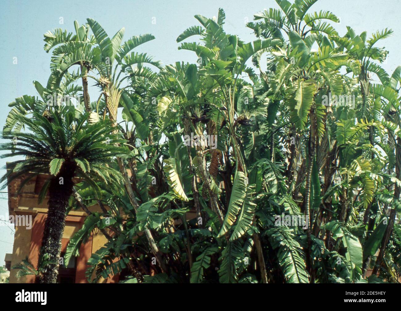 Reportage Sicily, Italy, 1992, Palermo, Botanical garden (scanned from ...