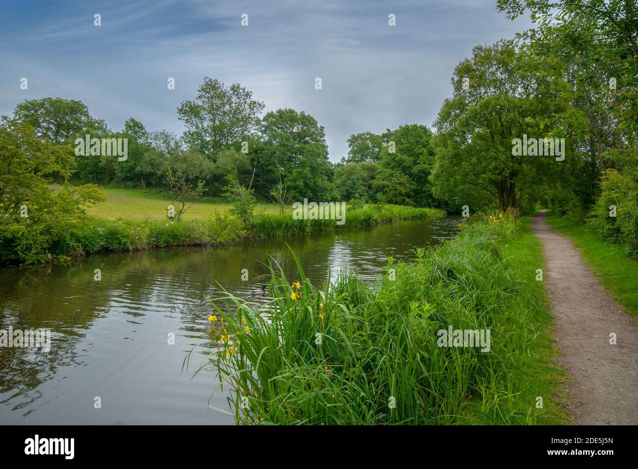 A typical english riverside scene with towpath footpath with trees ...