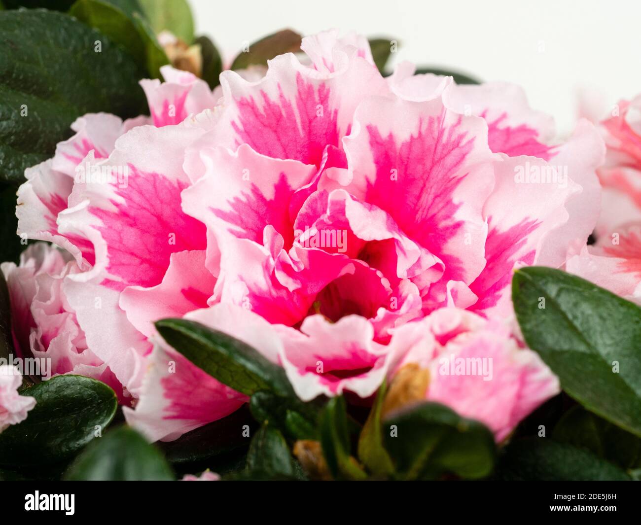 Ruffled coral pink and white double flowers of the tender winter ...