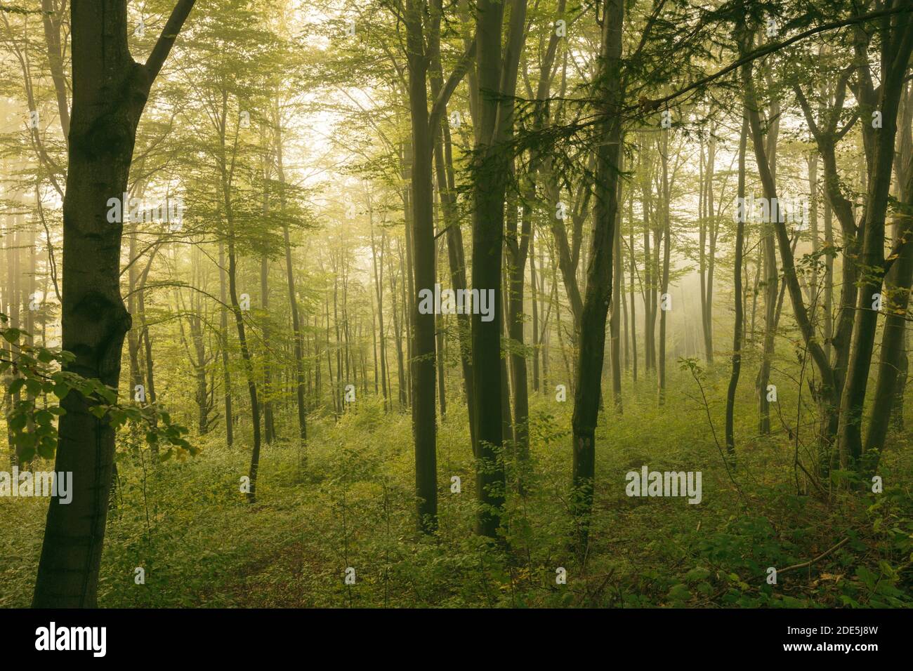 Forest close to Solina. Subcarpathia, Poland Stock Photo - Alamy