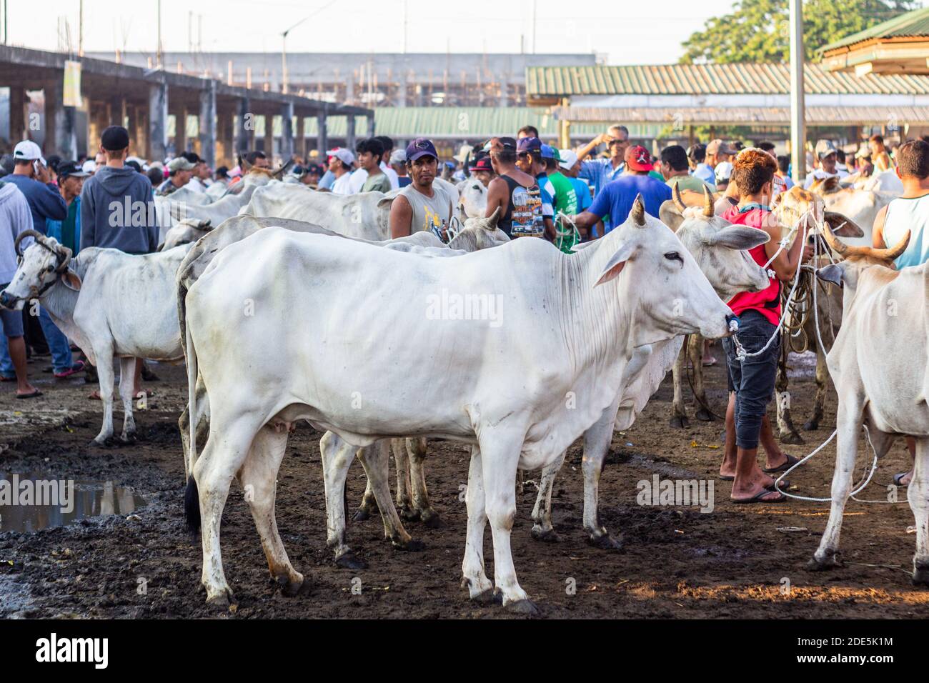 Early morning at the Padre Garcia Livestock Auction Market in Batangas ...