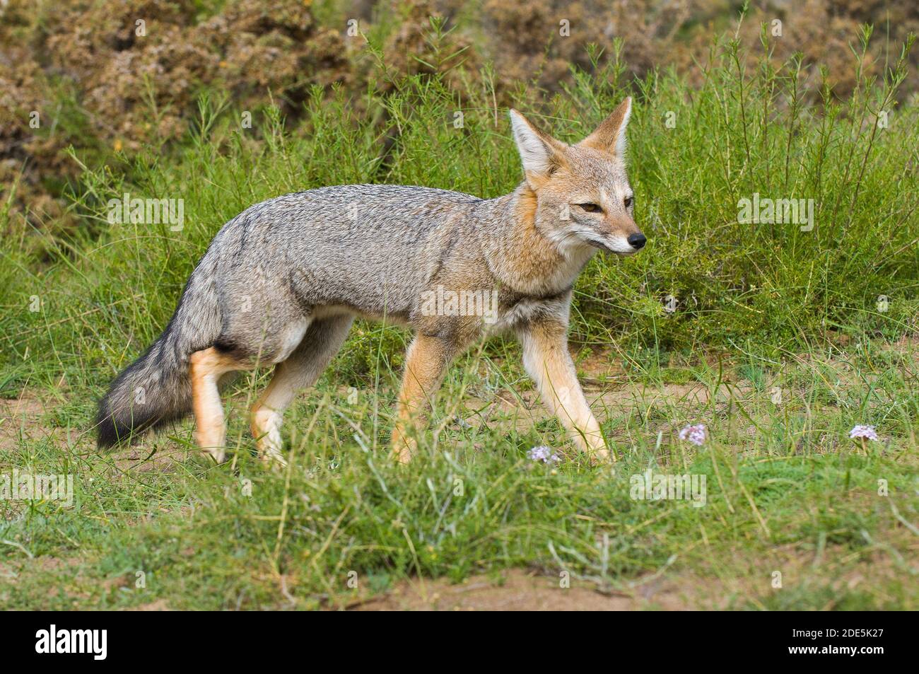 South American Gray Fox, Lycalopex gymnocercus, Peninsula Valdes ...