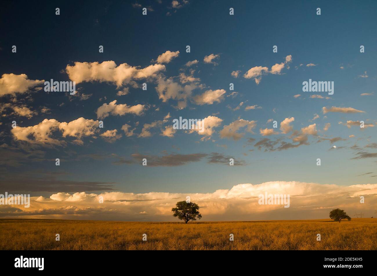 Pampas Landscape, La Pampa, Argentina Stock Photo - Alamy