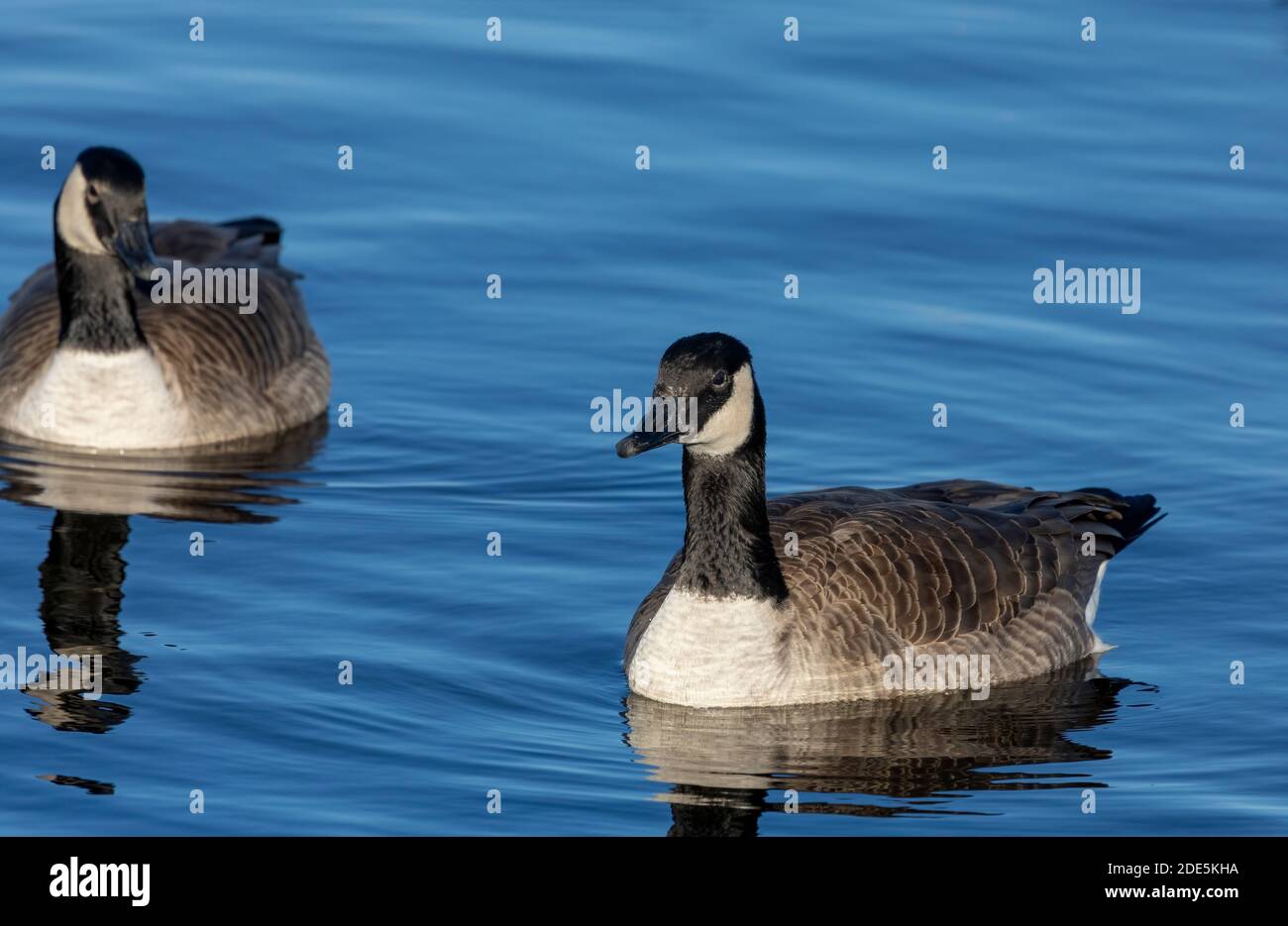 Canadian geese on lake Michigan Stock Photo - Alamy