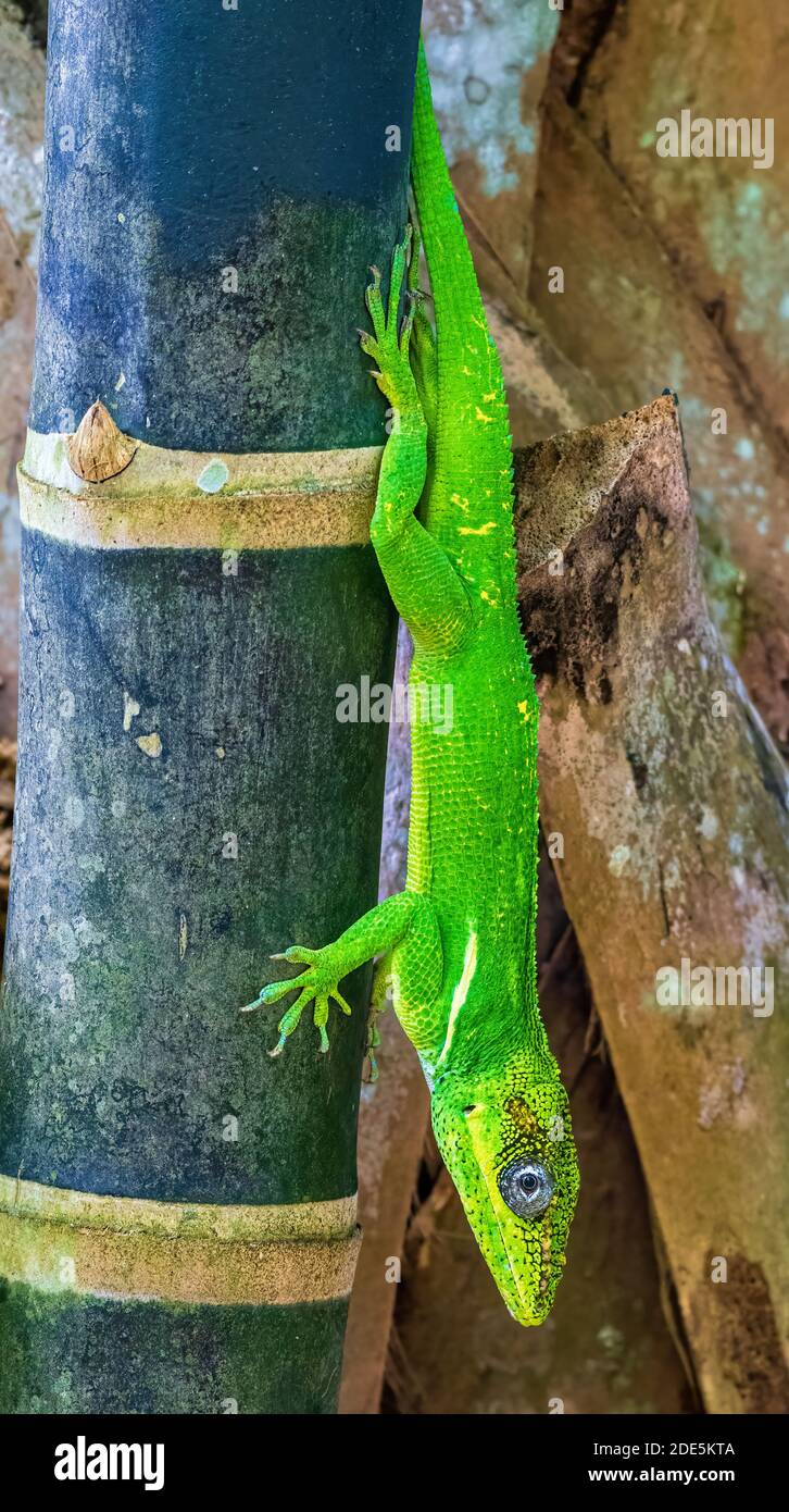 Knight anole (Anolis equestris) on bamboo, vertical - Davie, Florida ...