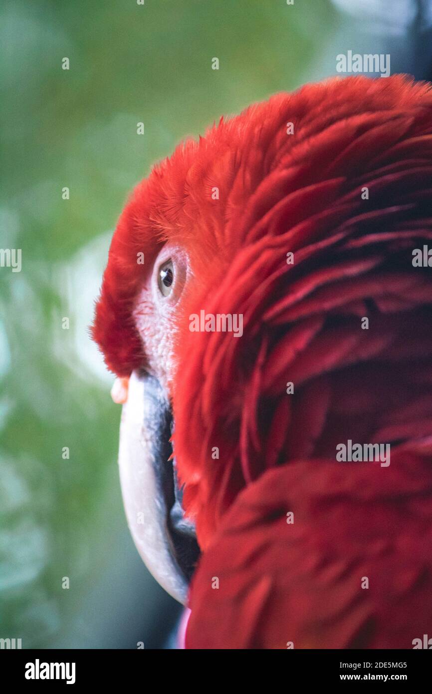 Rainbow macaw hi-res stock photography and images - Alamy