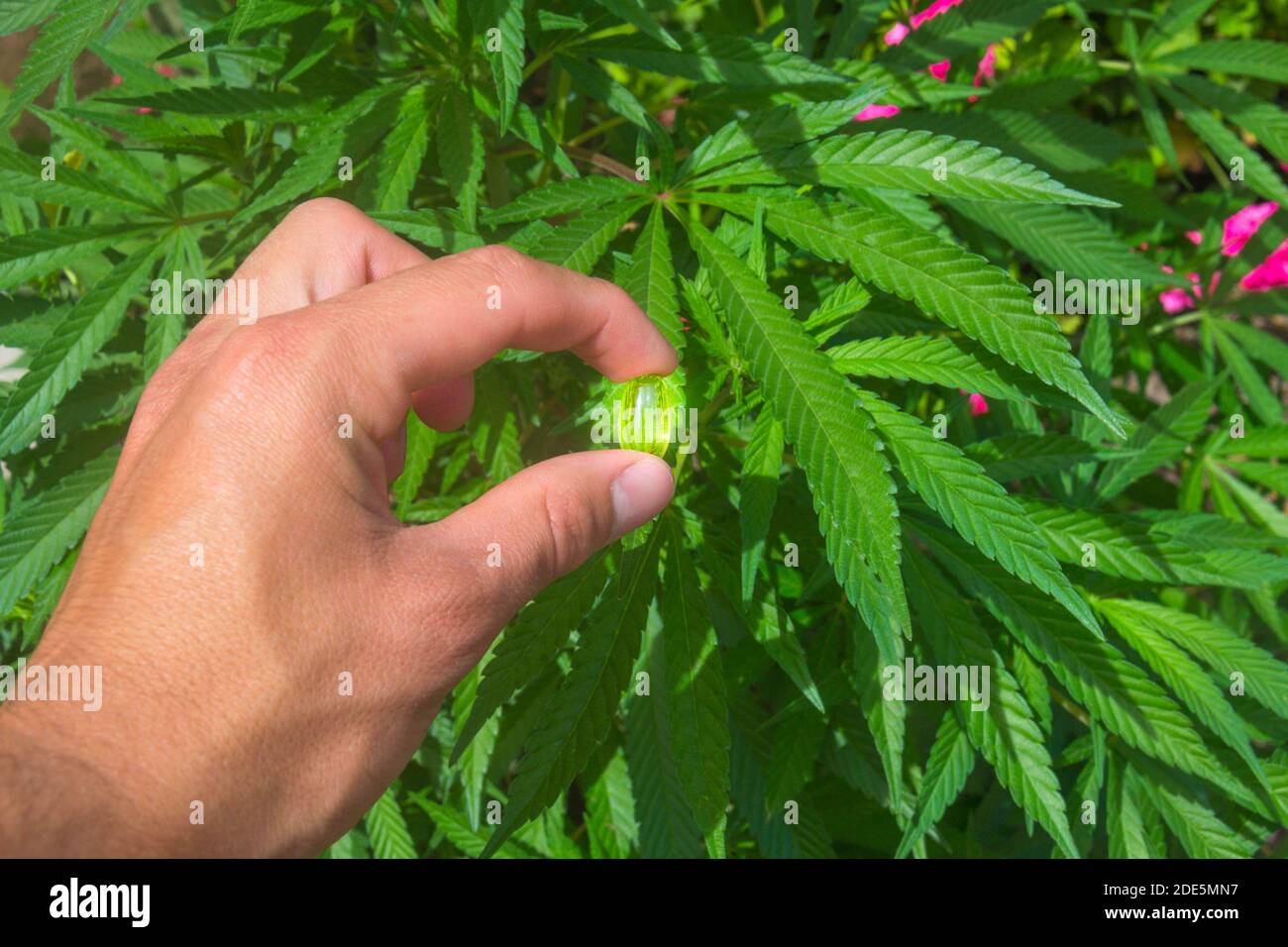 A closeup of a person holding the green leaves of a hemp plant Stock ...