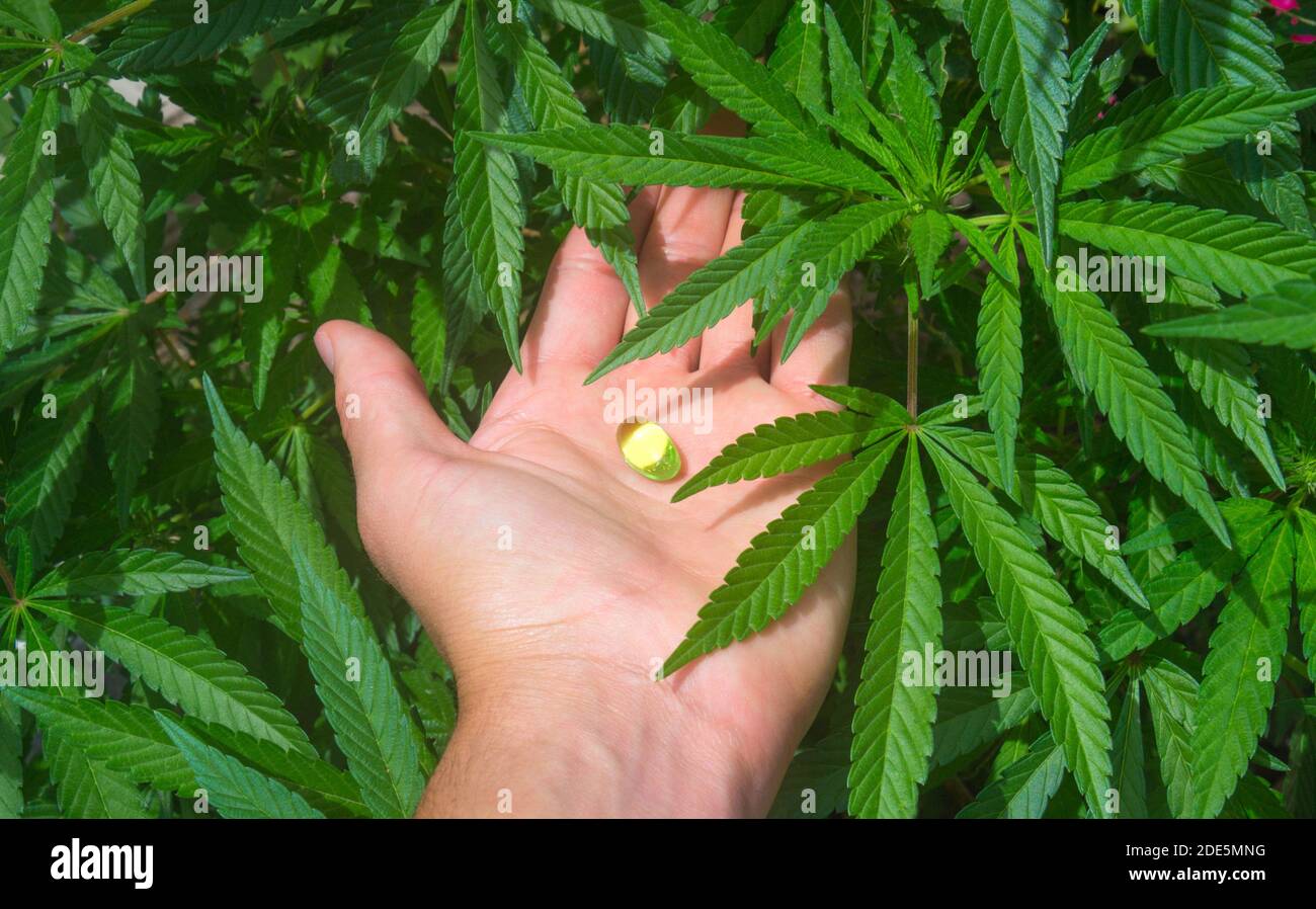 A closeup of a person holding the green leaves of a hemp plant Stock ...