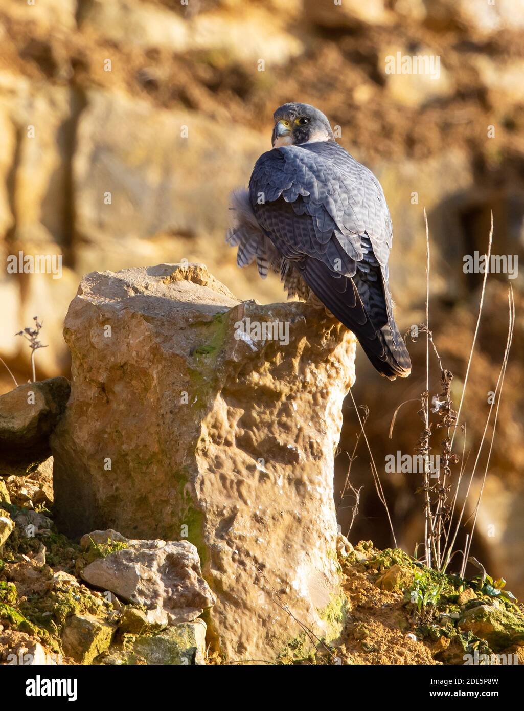 Peregrine Falcon perched on a limestone rock pillar in a quarry Stock ...