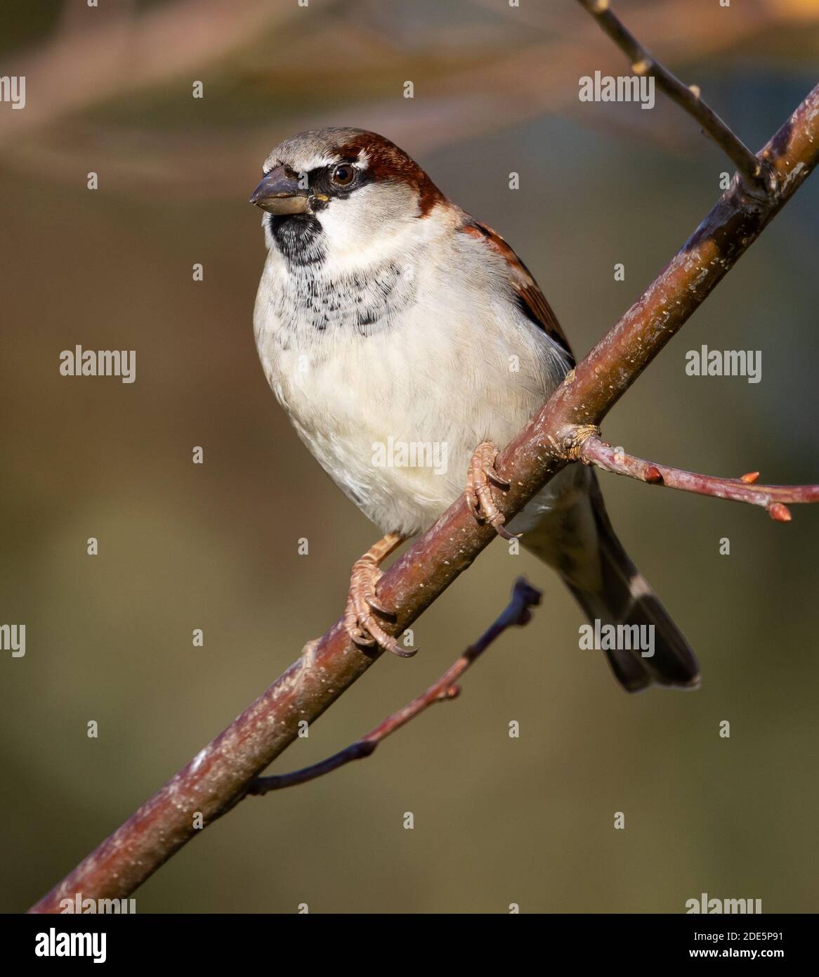 Perched in an oak hi-res stock photography and images - Alamy