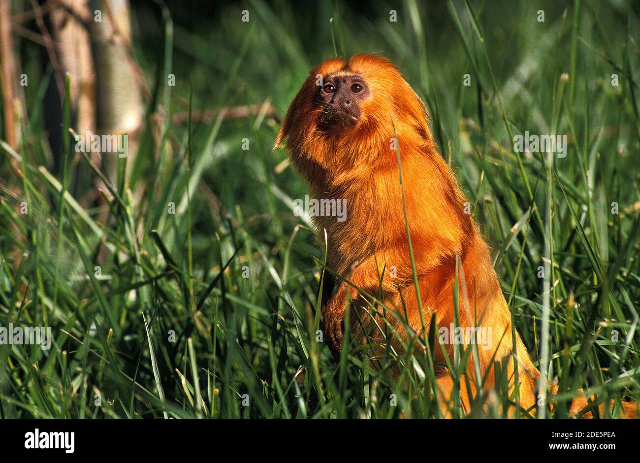 Golden Lion Tamarin, leontideus rosalia, Adult standing on Hind Legs ...